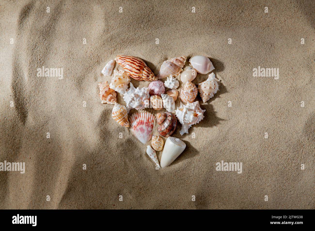 different sea shells on beach sand Stock Photo - Alamy