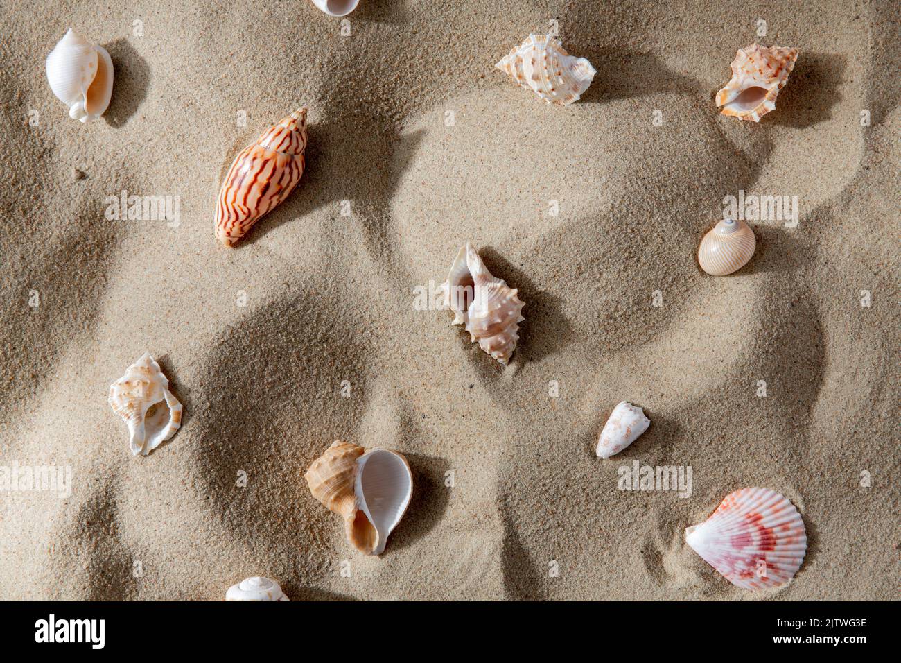 different sea shells on beach sand Stock Photo - Alamy