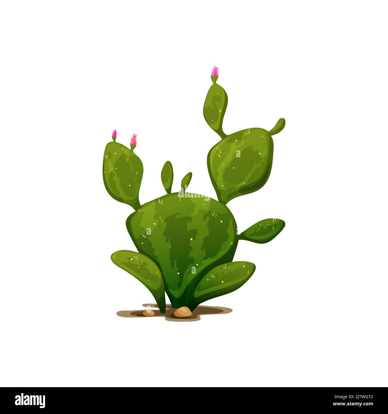 Mexican cactus, agave neglecta wild century plant isolated pelmeri americana with rounded leave ...