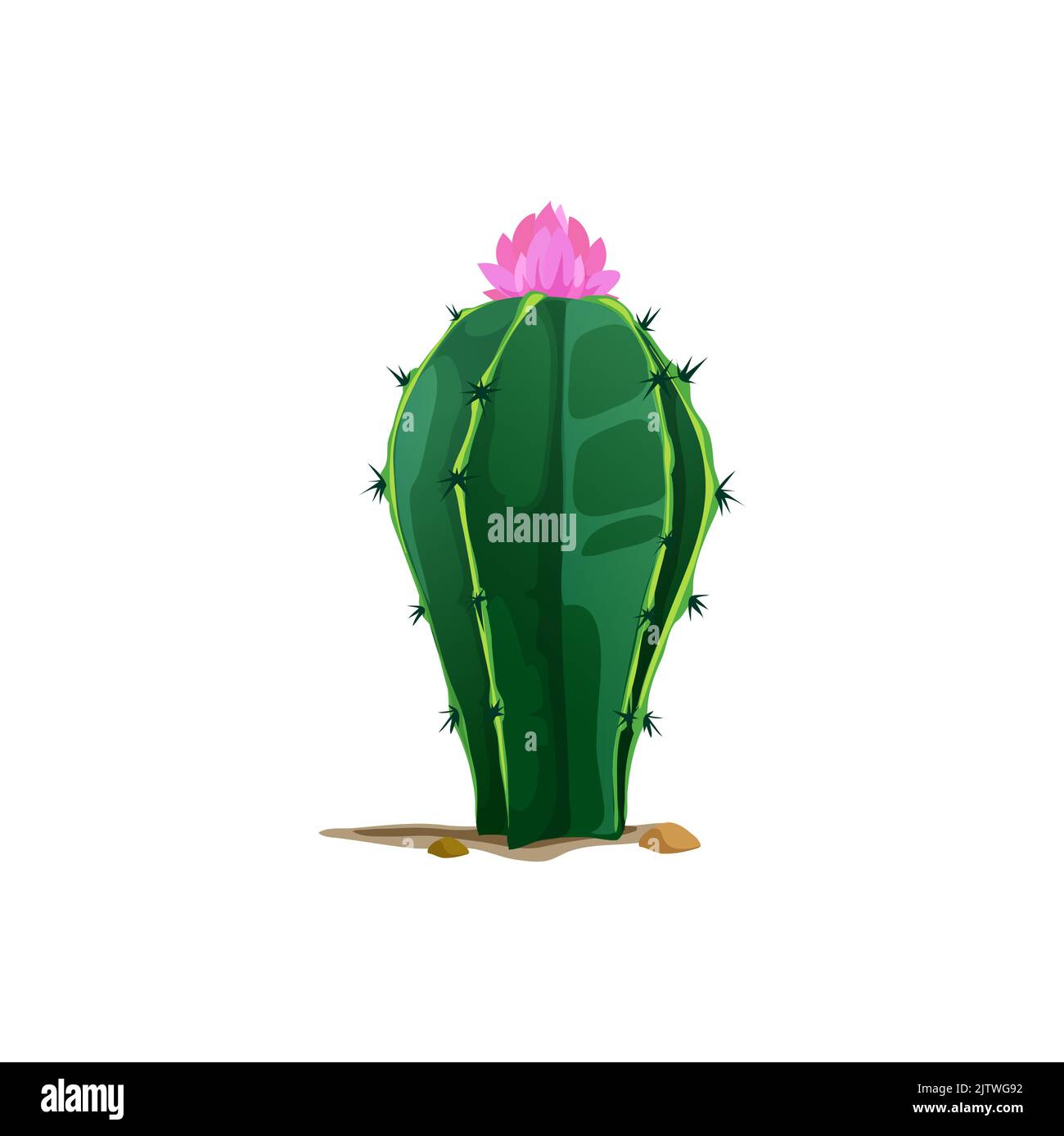 Ferocactus large barrel-shaped succulent scandinavian indian cacti ...