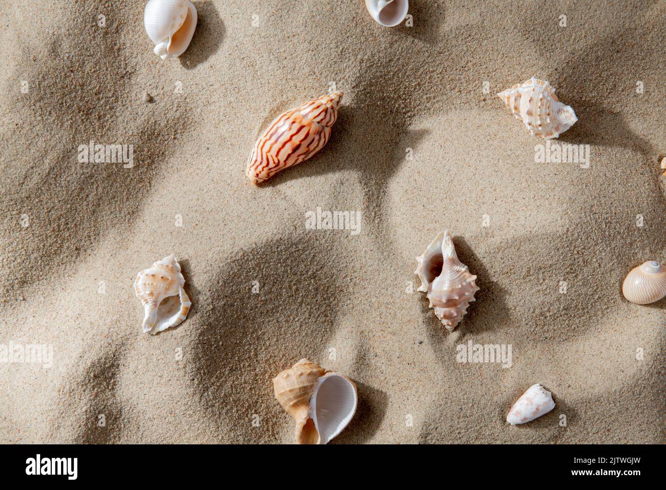 different sea shells on beach sand Stock Photo - Alamy