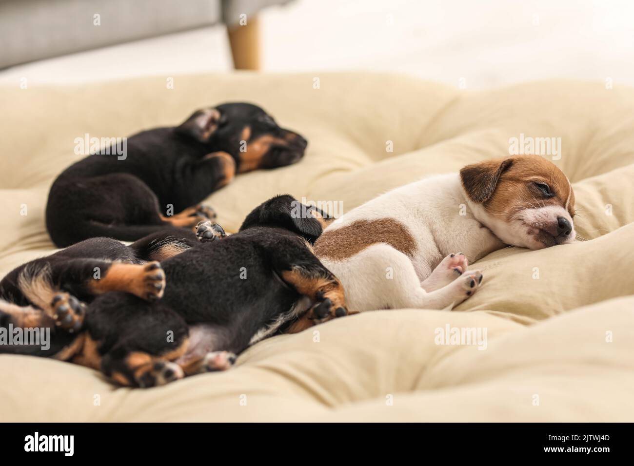 Cute puppies sleeping on cushion at home Stock Photo - Alamy