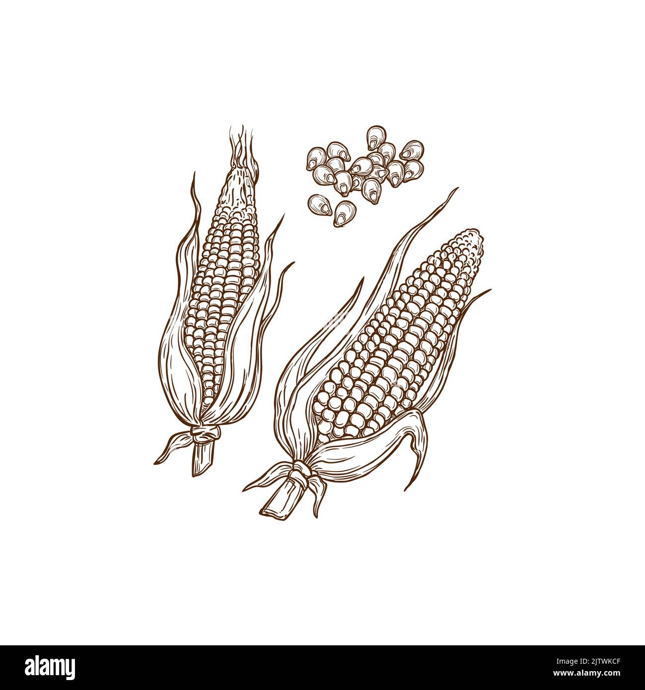 Corn kernels isolated monochrome corncob icon. Vector ripe corn-cob ...