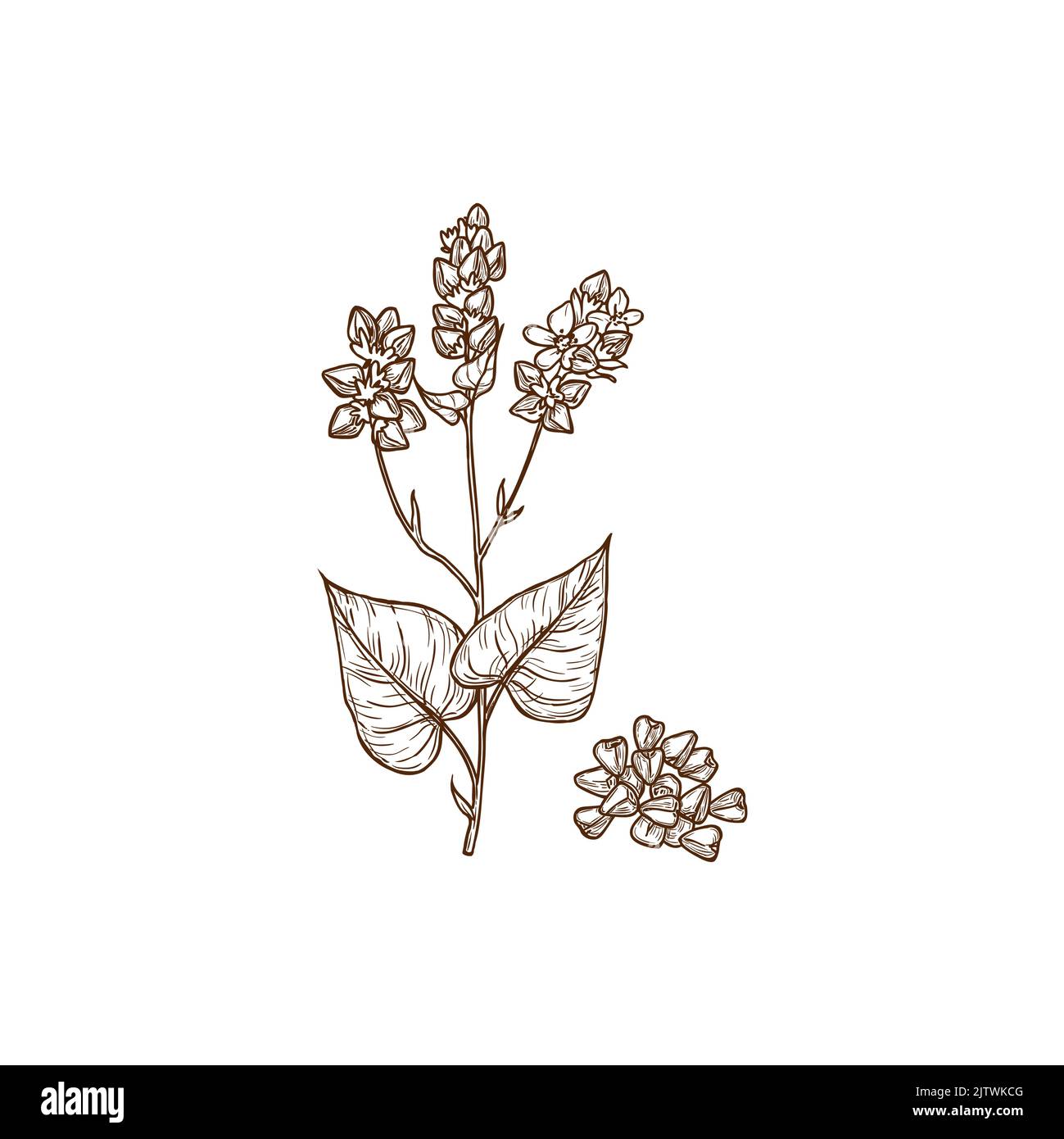Buckwheat plant with seeds and blossom isolated monochrome icon. Vector ...