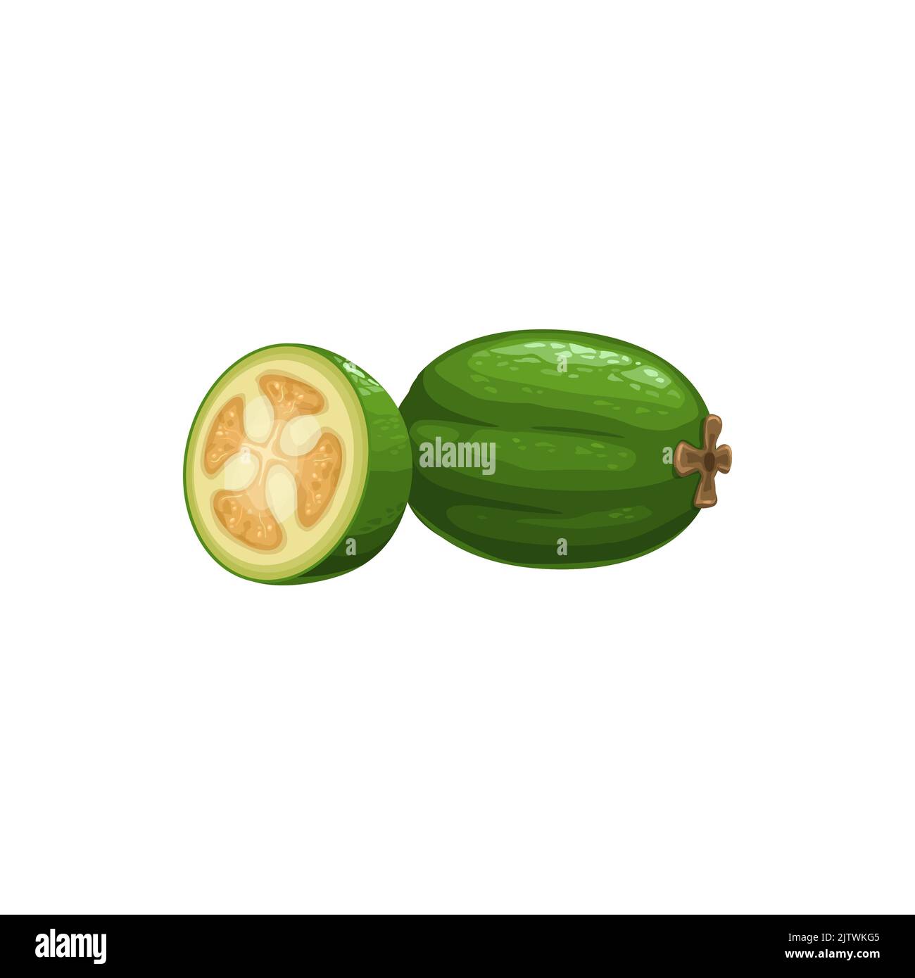 Feijoa fruit, vector fresh tropical plant. Ripe organic product, whole ...