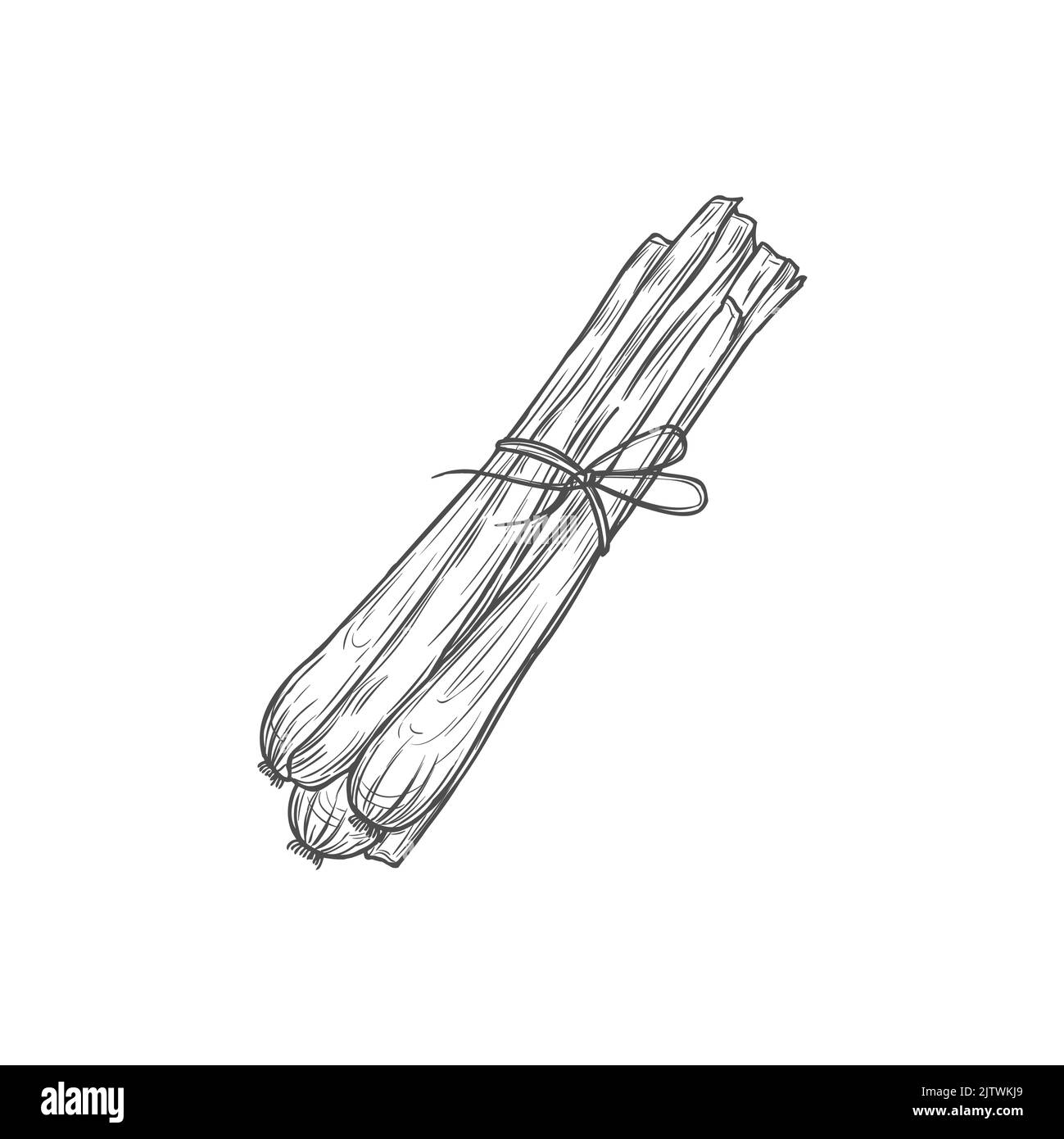 Sketch Lemongrass Plant Vector Cymbopogon Perennial Greenery Condiment For Cooking Fresh