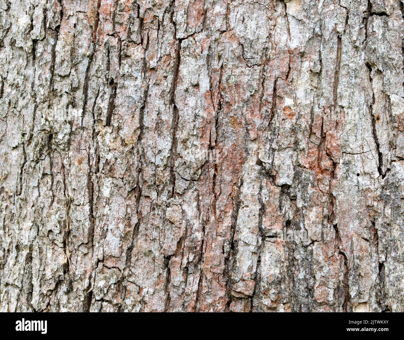 Tree Trunk Background for art or screen saver Stock Photo - Alamy