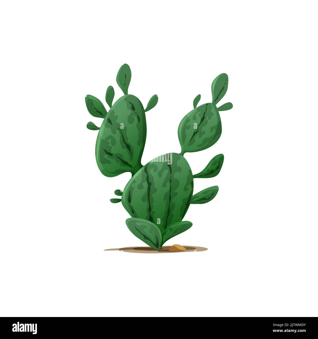 Prickly succulent cactus Opuntia chlorotica Cactaceae isolated ...