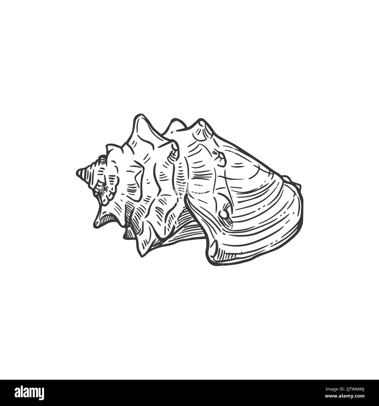 Clam crown Black and White Stock Photos & Images - Alamy