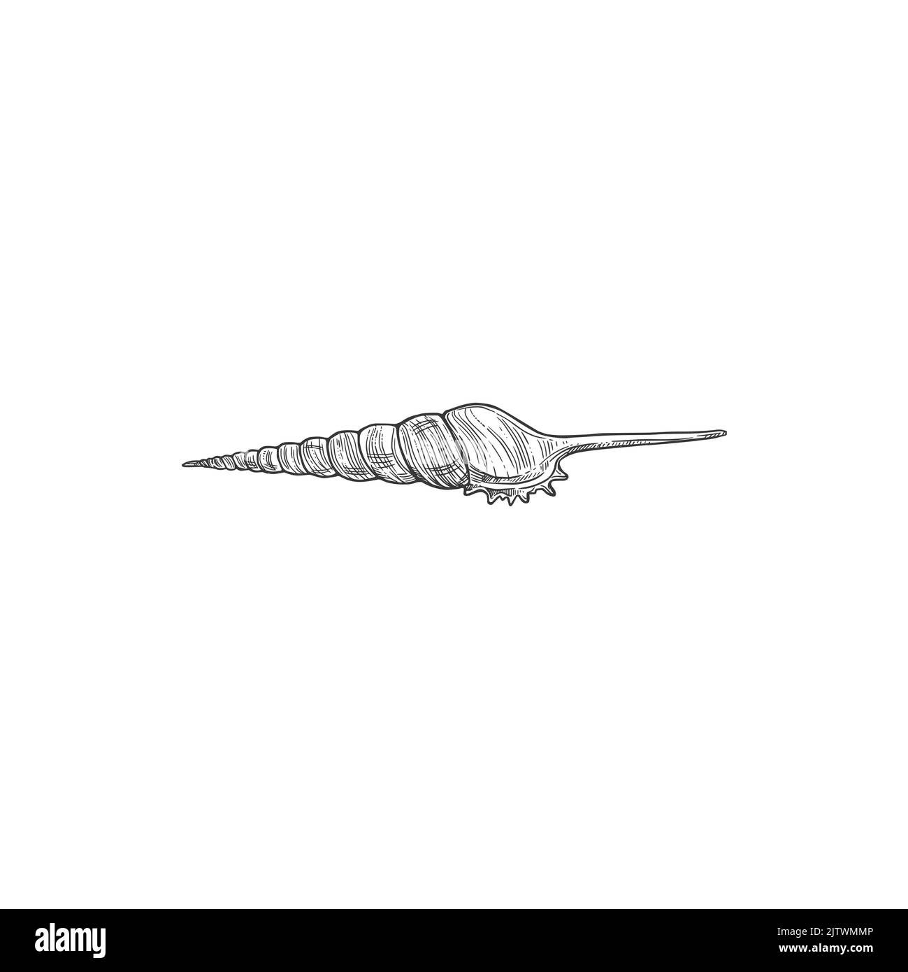 Sketch seashell, vector coastal spiral conch, engraved marine seashell ...