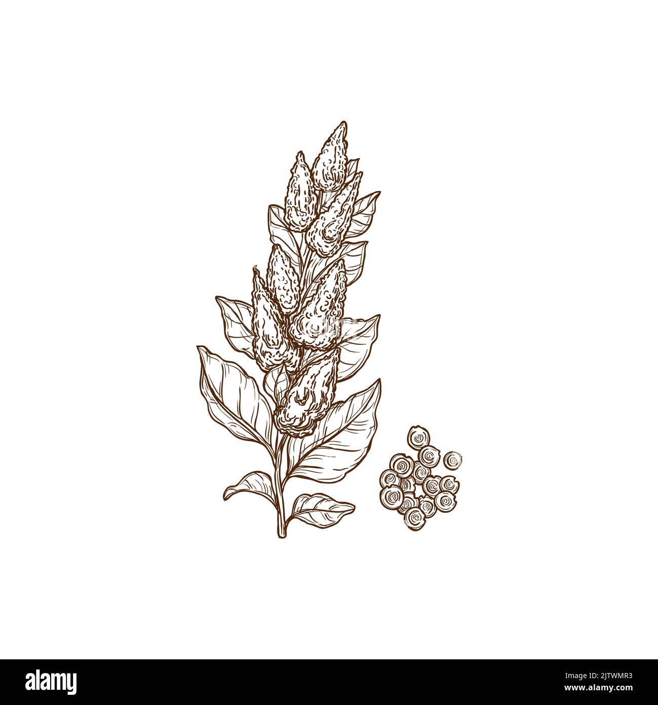 Quinoa plant and seeds superfood isolated monochrome icon. Vector ...