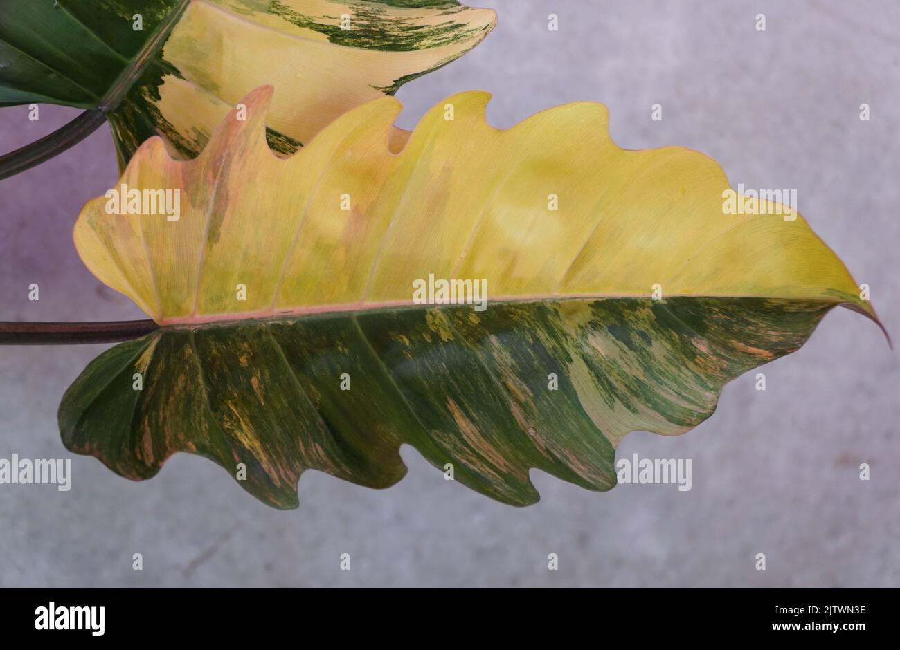 Stunning variegated half-moon leaf of Philodendron Caramel Marble, a ...