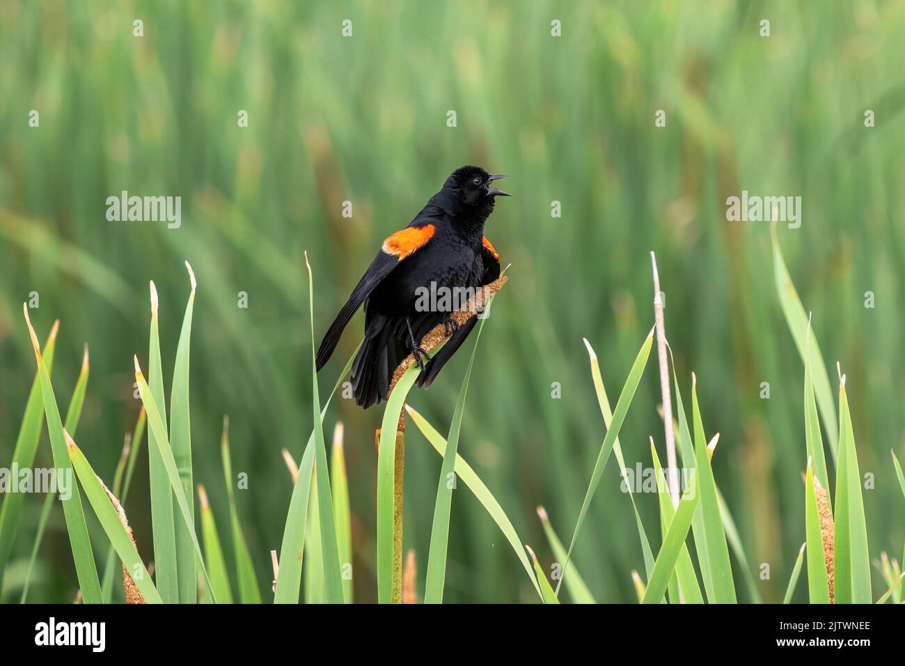 A Red-winged Blackbird with colorful plumage singing its song while ...