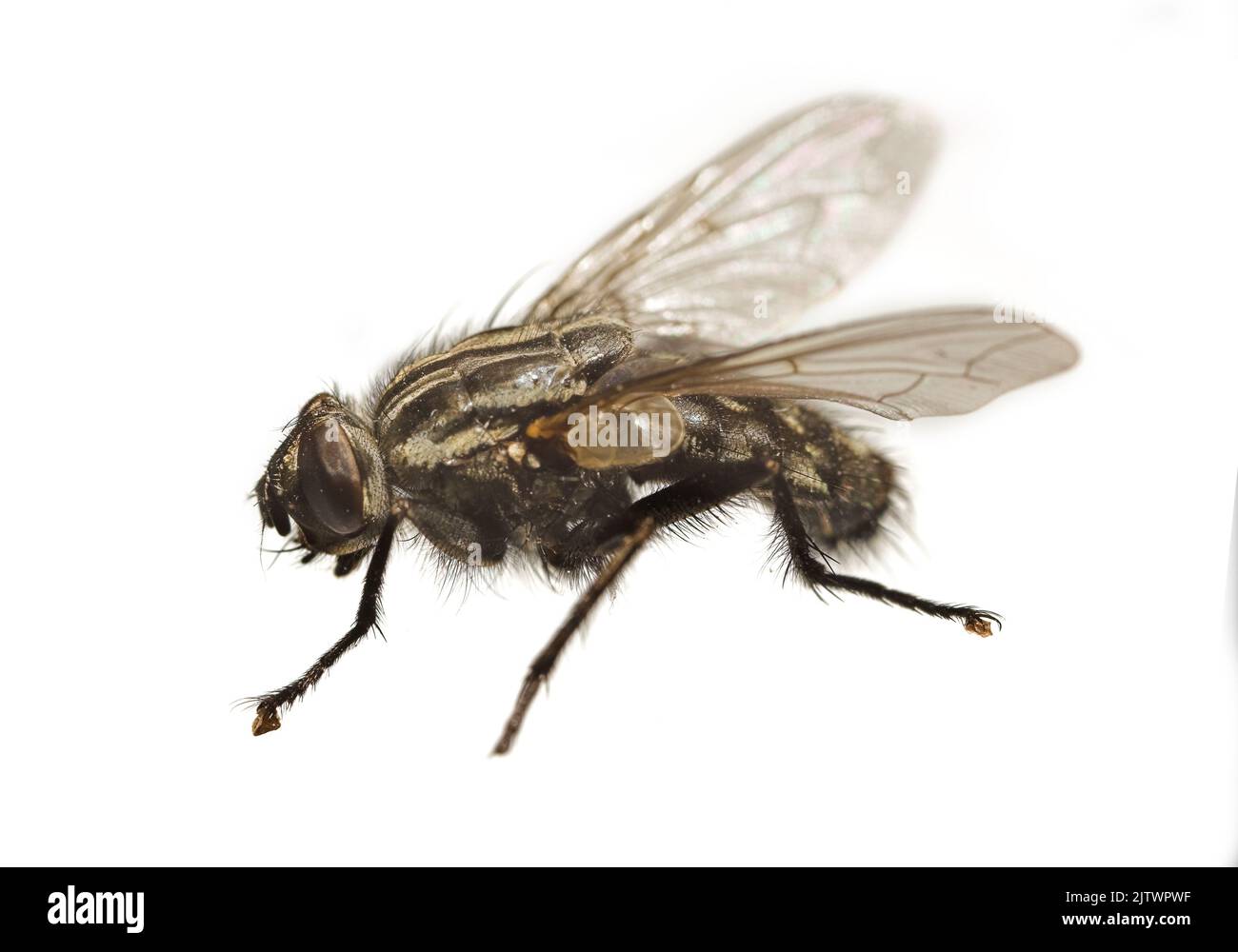 Housefly - Musca domestica. A photo of an ordinary housefly (Musca ...