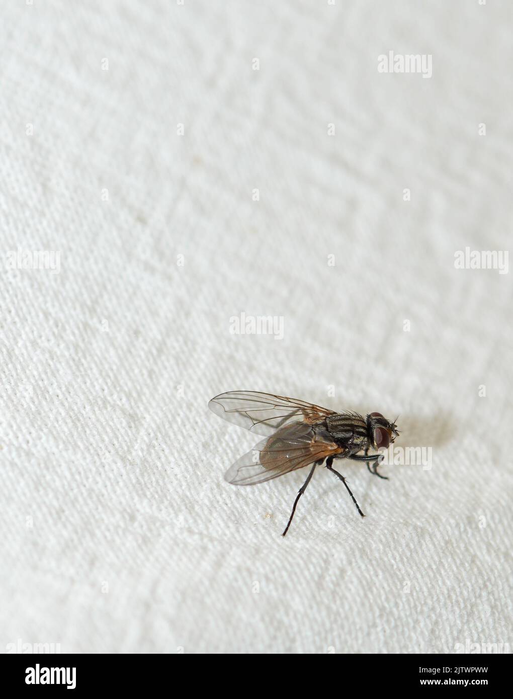 Housefly - Musca domestica. A photo of an ordinary housefly (Musca ...