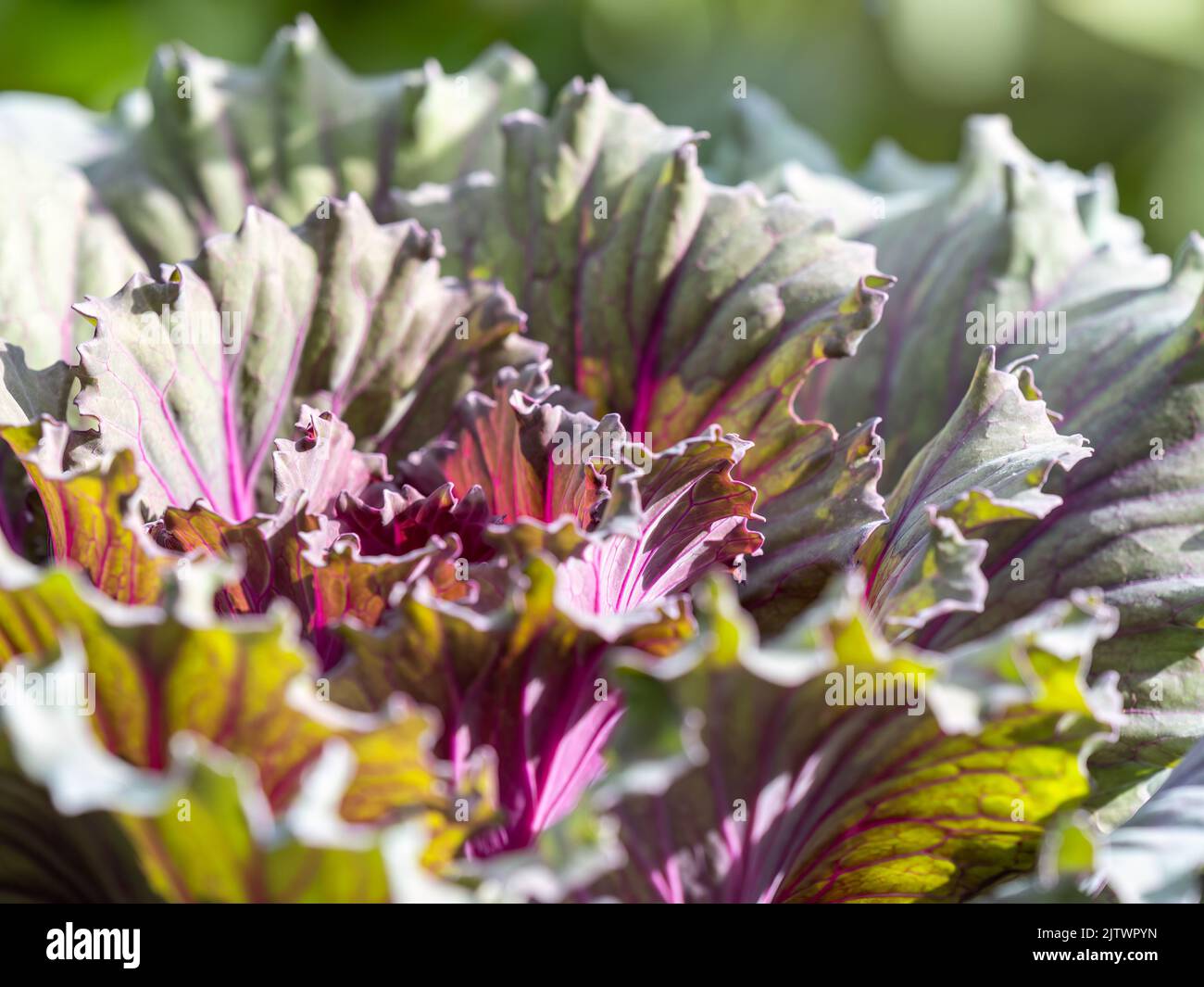 Close up of endless field with green leaves and purple veins of red ...