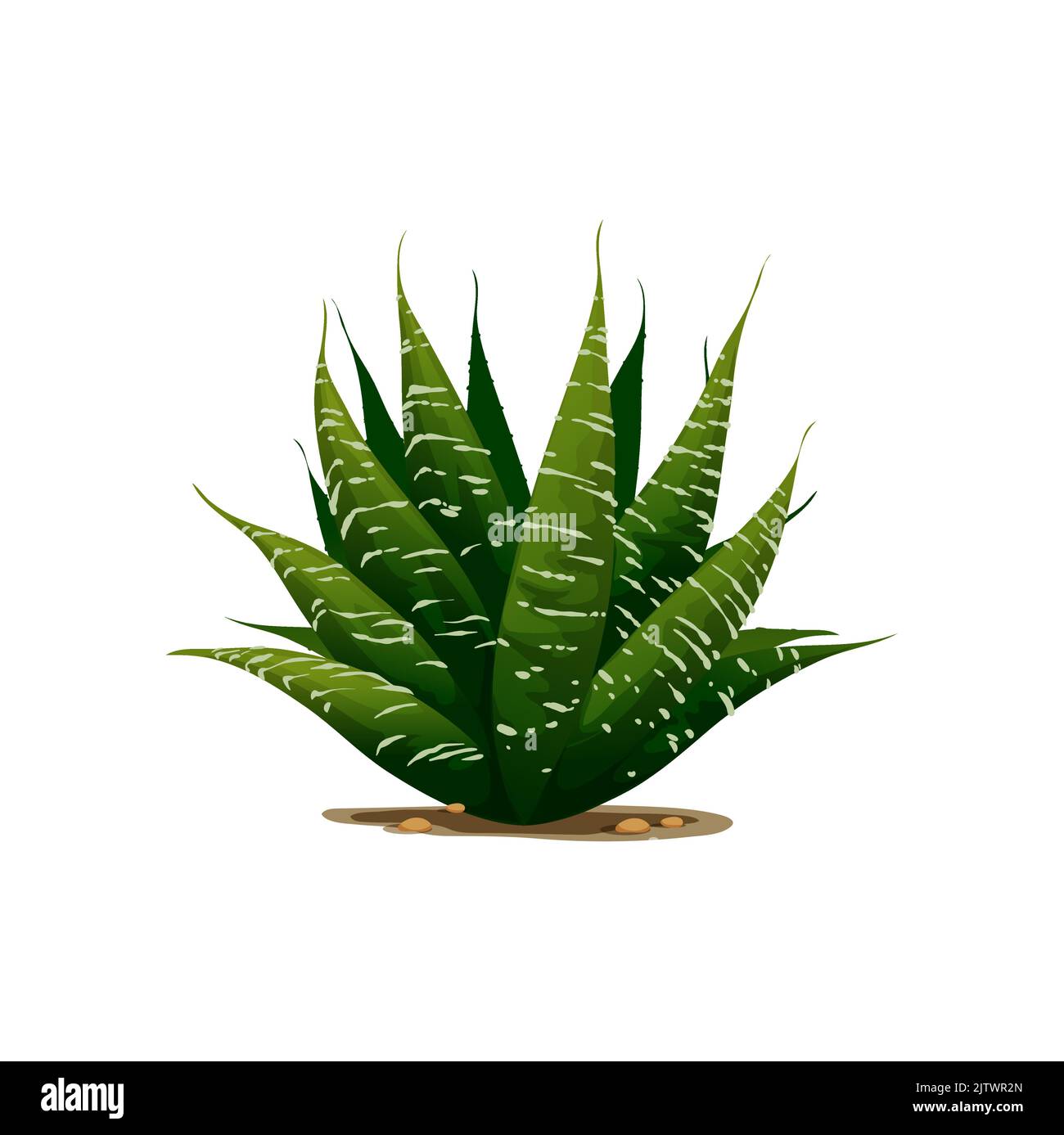 Sentry plant agave americana isolated cactus cartoon icon. Vector ...