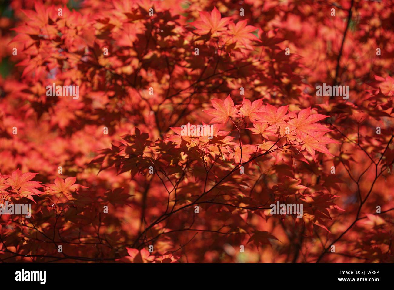 Trees with discolored leaves hi-res stock photography and images - Alamy
