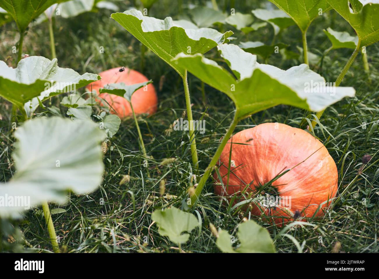 A harvest of large orange pumpkins lies on the ground in the garden ...