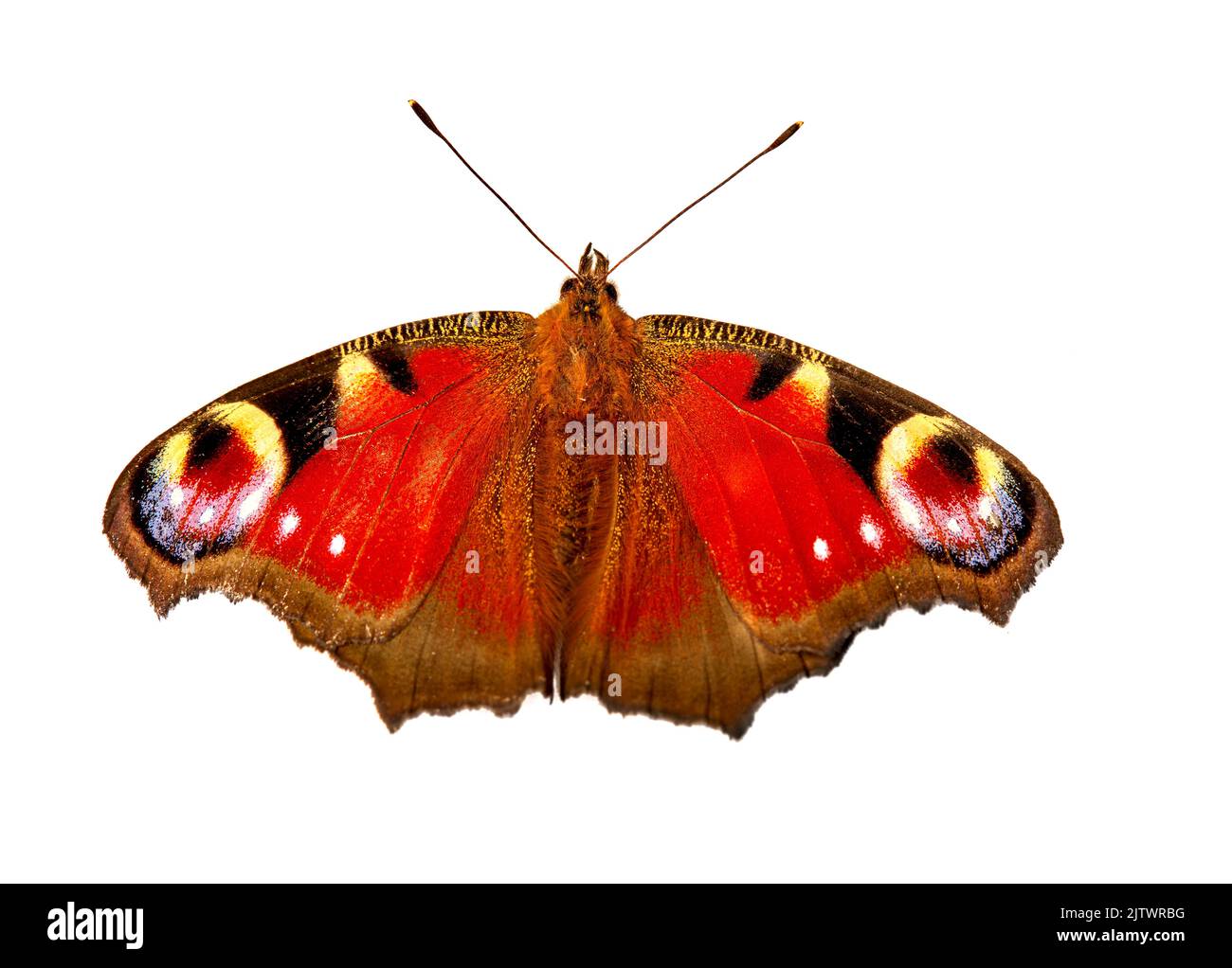 Meadow with peacock butterfly Cut Out Stock Images & Pictures - Alamy