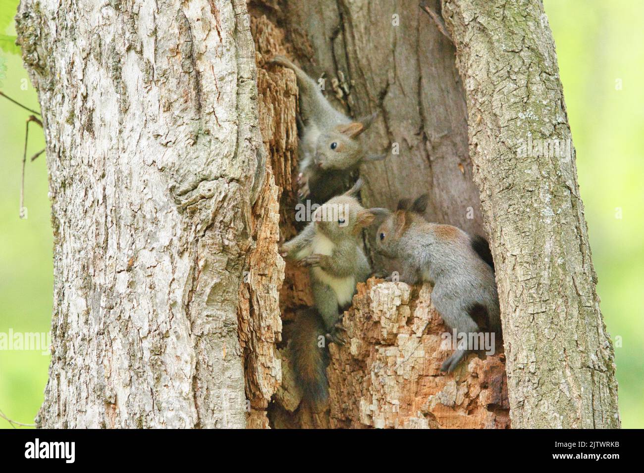 The squirrel family hi-res stock photography and images - Alamy