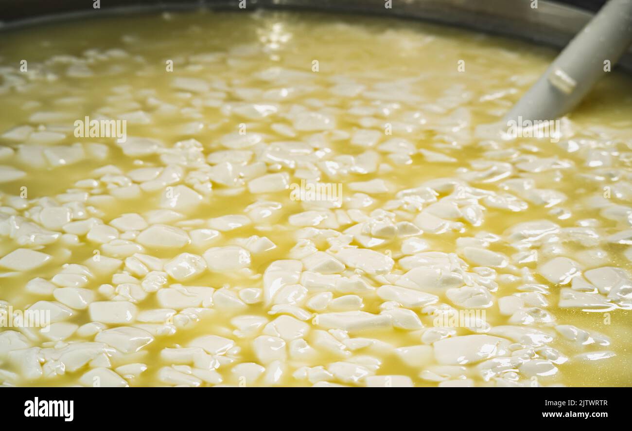 Process cheesemaking from fresh products hi-res stock photography and ...