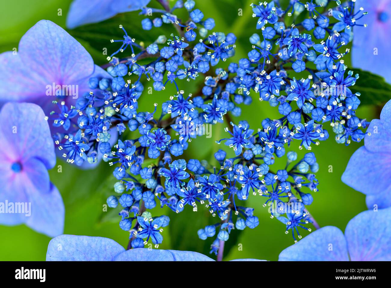 Lace cap Hydrangea Stock Photo - Alamy