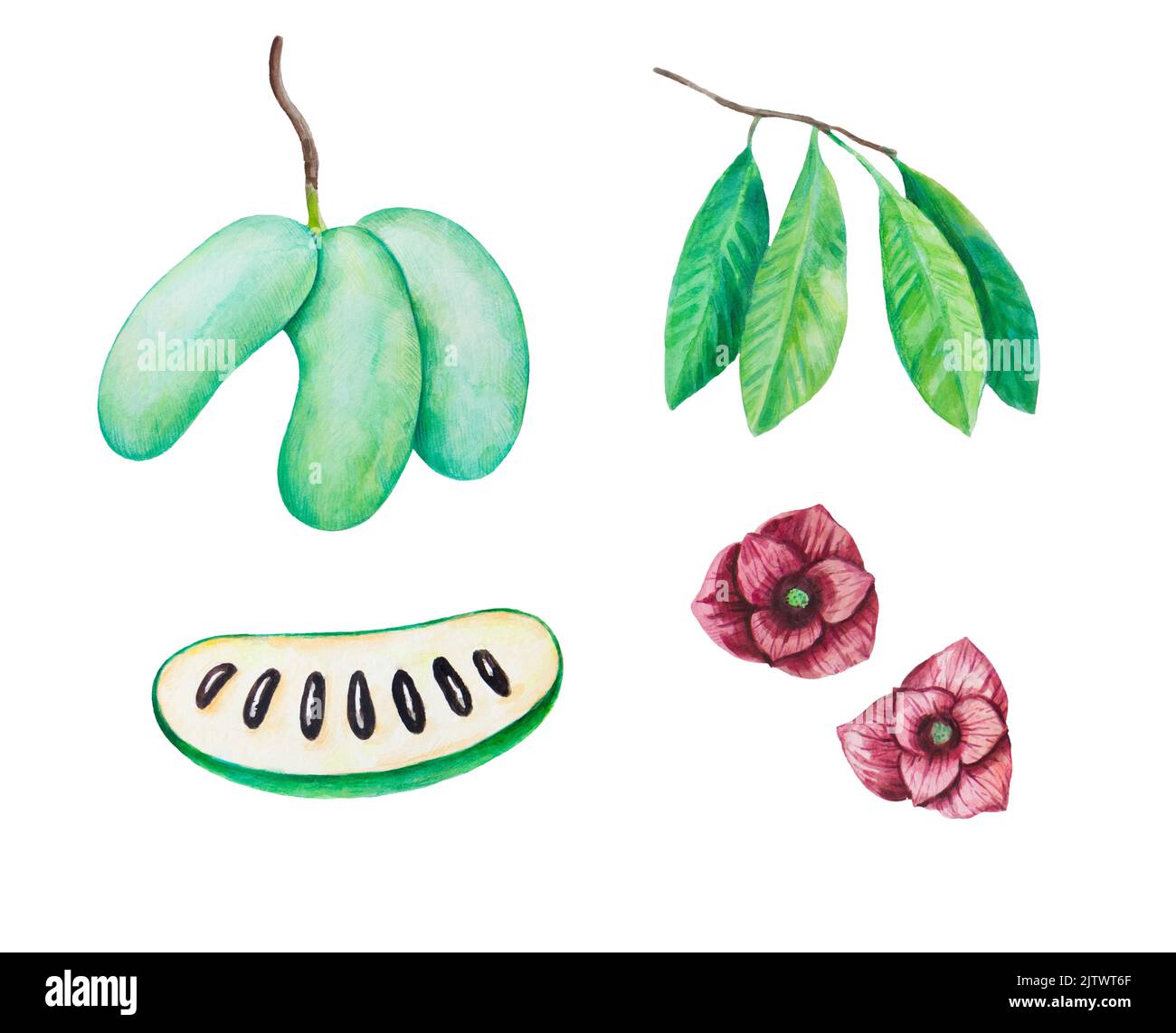 Asimina triloba, American papaw fruits and flowers. Watercolor detailed ...