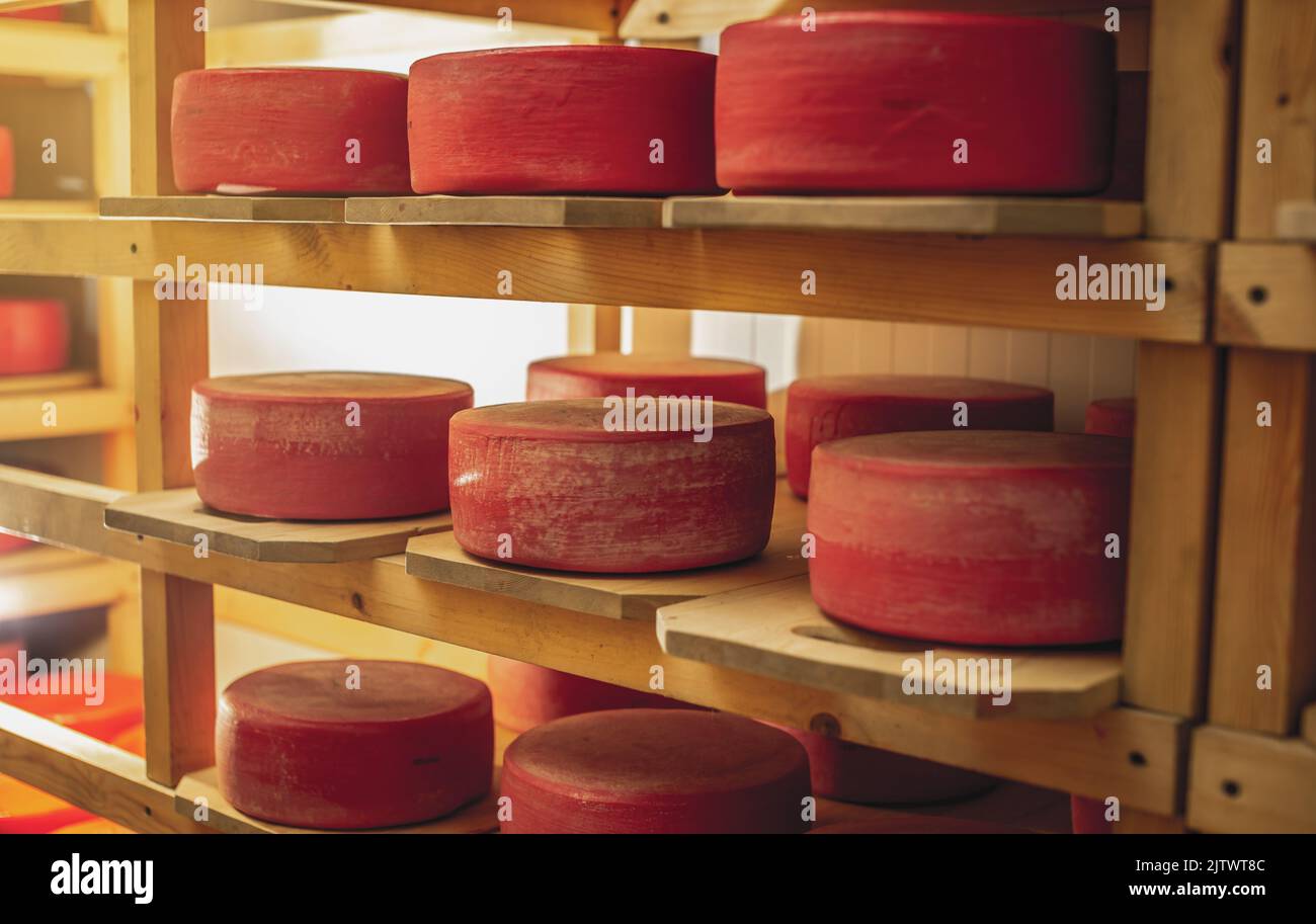 Cheeseheads with lie on the shelves of the storage for maturation. The ...