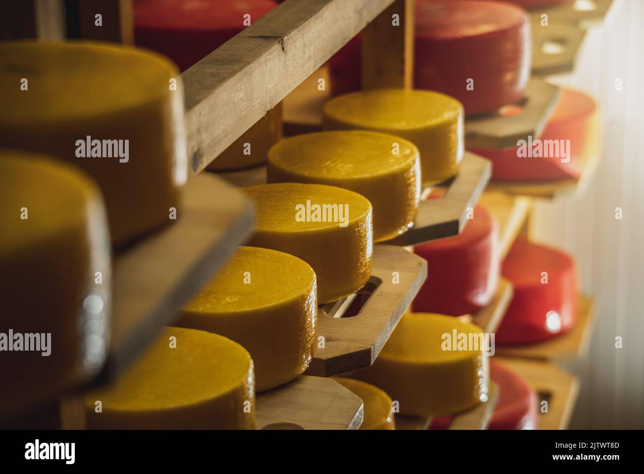 Cheeseheads with lie on the shelves of the storage for maturation. The ...