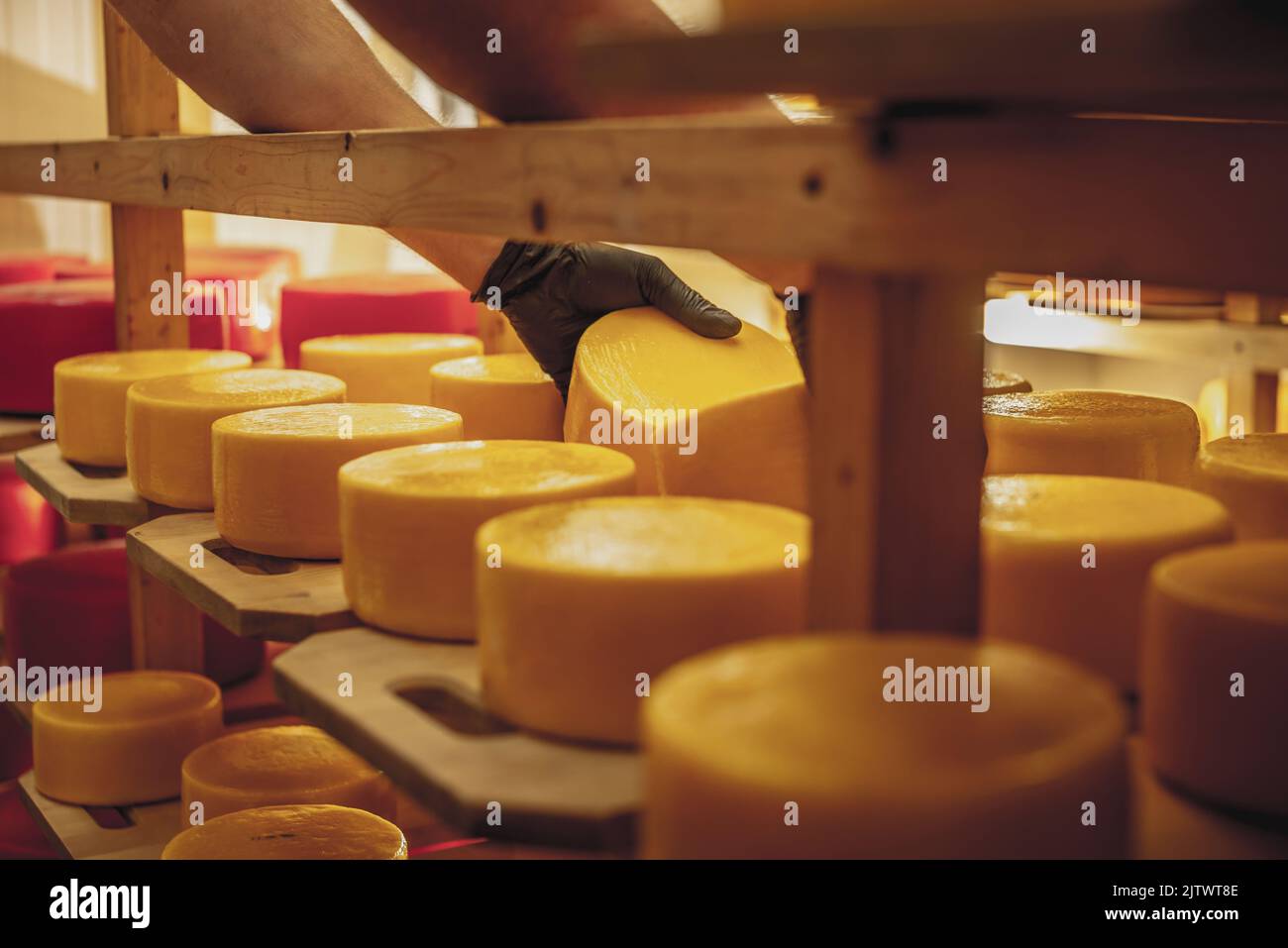 A farmer turns over cheese heads on wooden shelves in the cheese ...