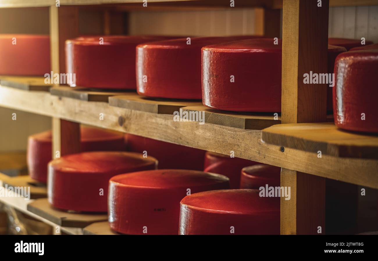 Cheeseheads with lie on the shelves of the storage for maturation. The ...