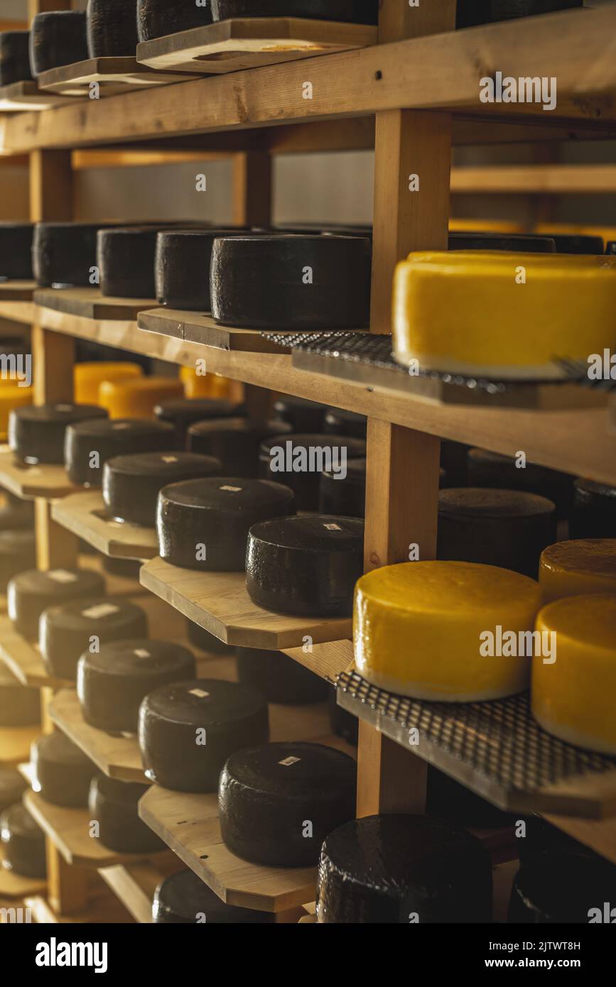 Cheeseheads with lie on the shelves of the storage for maturation. The ...
