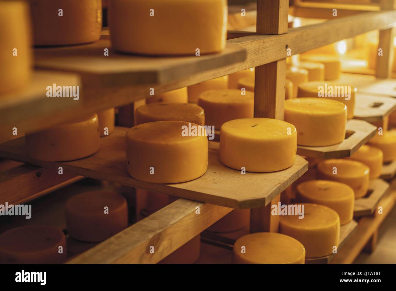 Cheeseheads with lie on the shelves of the storage for maturation. The ...