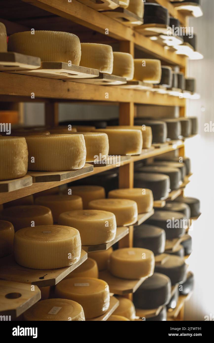 Cheeseheads with lie on the shelves of the storage for maturation. The ...