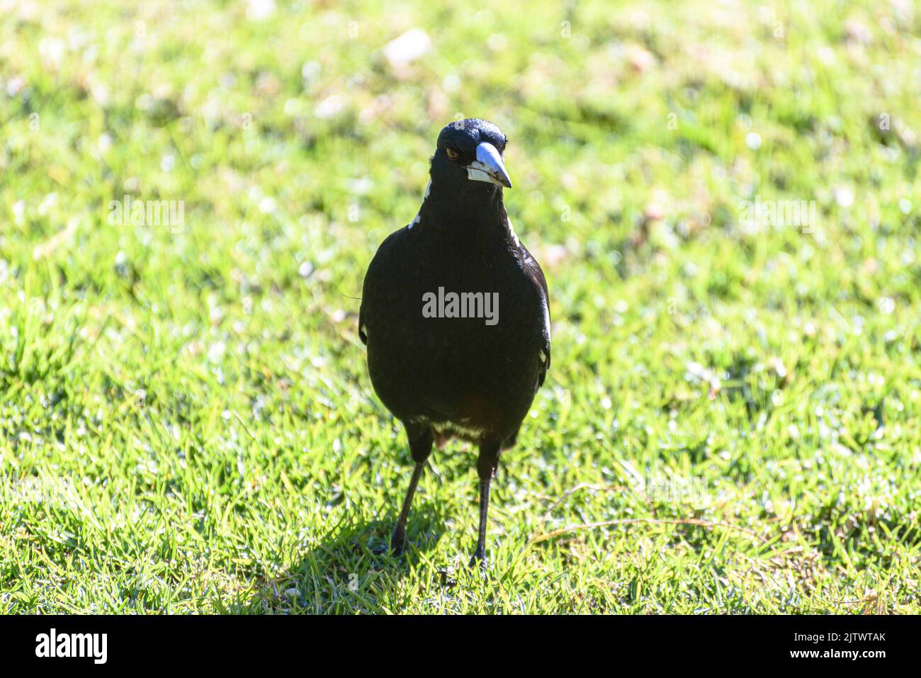 An Australian magpie standing in the grass, looking angry Stock Photo ...