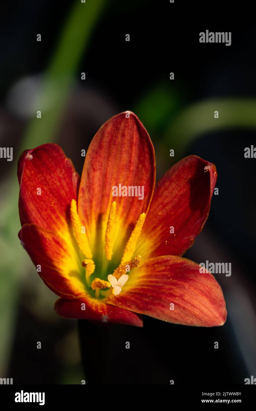 Lily fairy morning hi-res stock photography and images - Alamy