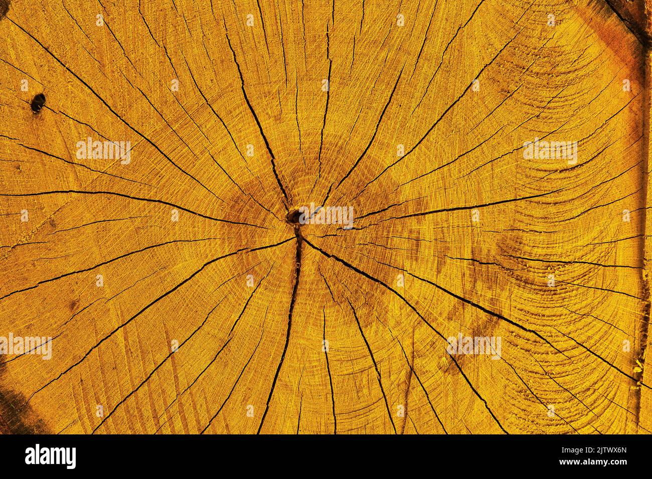 A top view of a textured log Stock Photo - Alamy