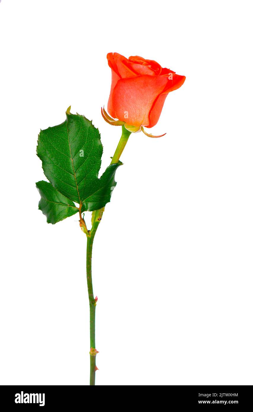 Red rose flower with clipping path, side view. Beautiful single red ...
