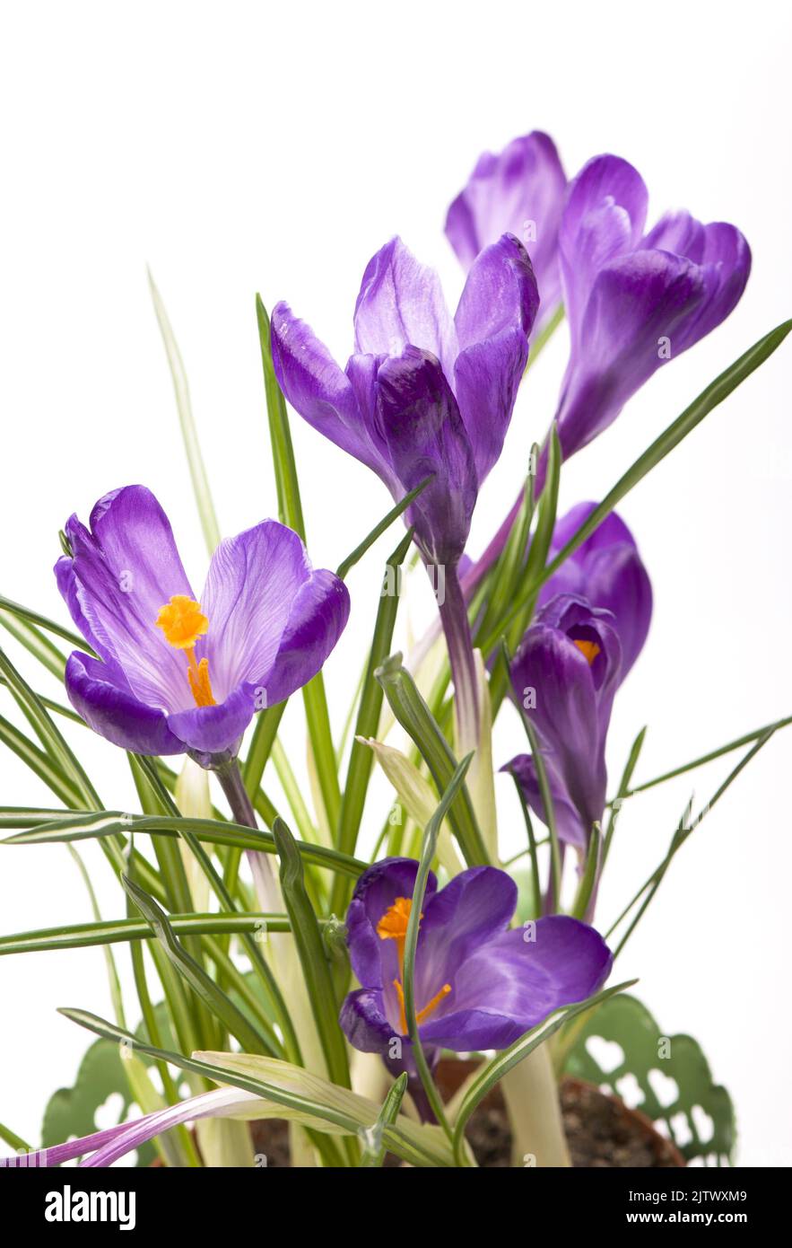 Crocus flower in the spring isolated on white Stock Photo - Alamy