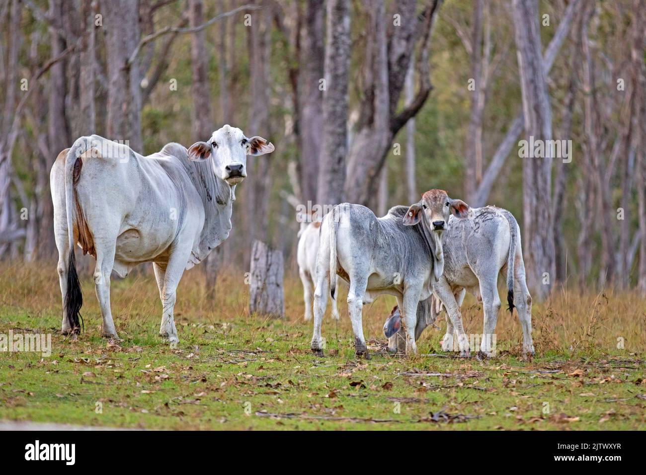 Brahman cow and calves Stock Photo - Alamy