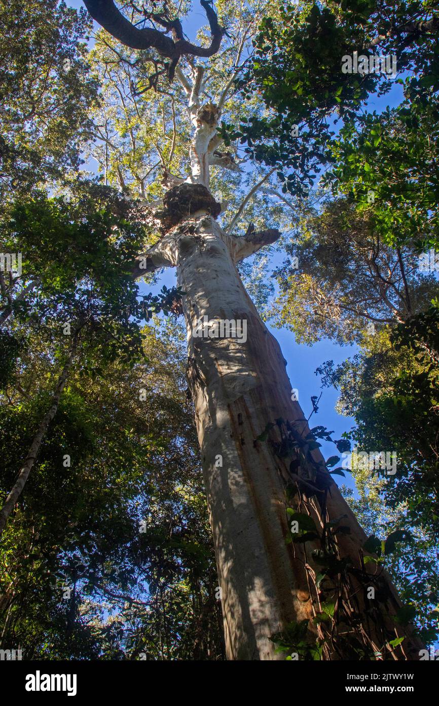 Rose gum eucalyptus hi-res stock photography and images - Alamy