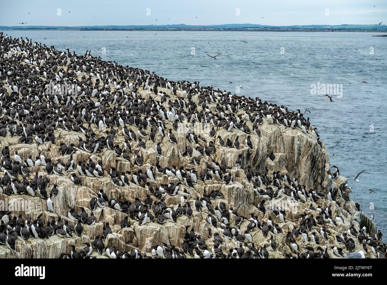 A colony of seabirds nesting on cliff overlooking the sea Stock Photo ...