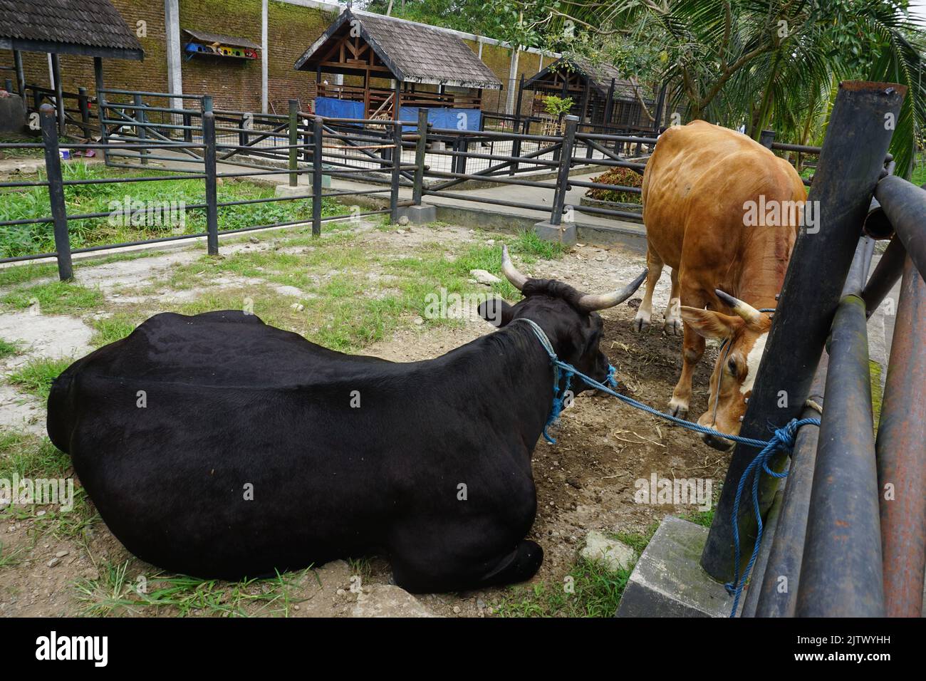 Black Cow lying down on the ground from the back and the brown one ...