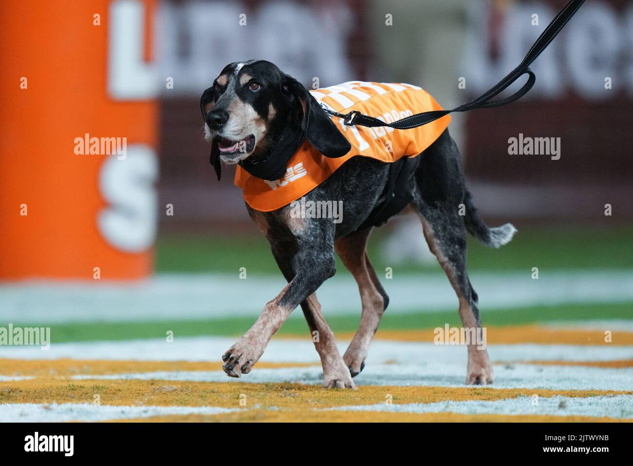 Neyland stadium smokey hi-res stock photography and images - Alamy
