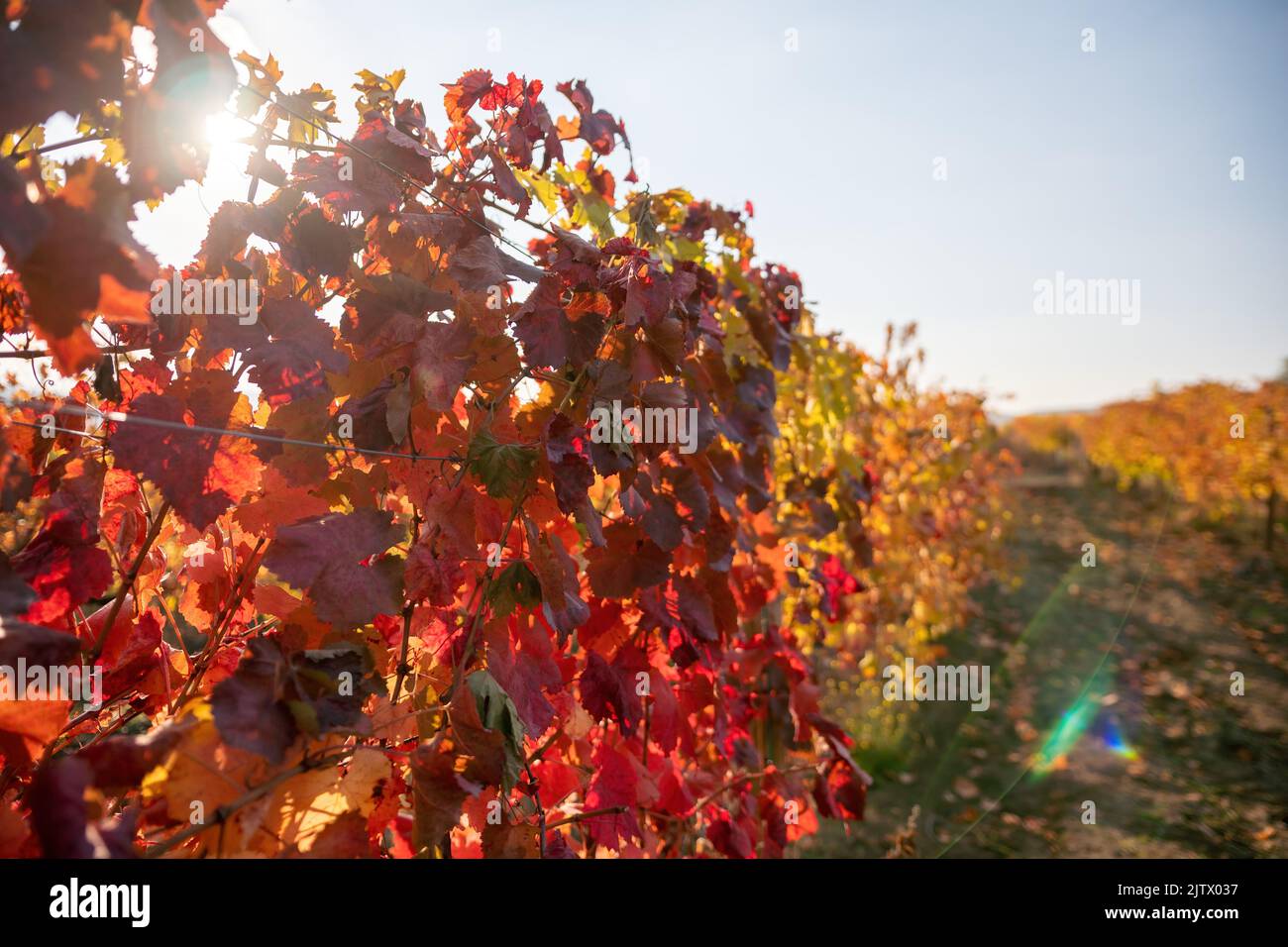 Bright autumn red orange yellow grapevine leaves at vineyard in warm ...
