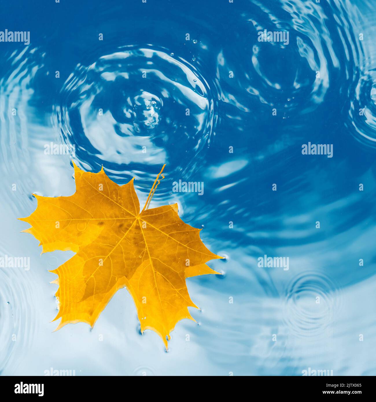 Yellow maple leaf on the surface of the water with waves of drops and ...