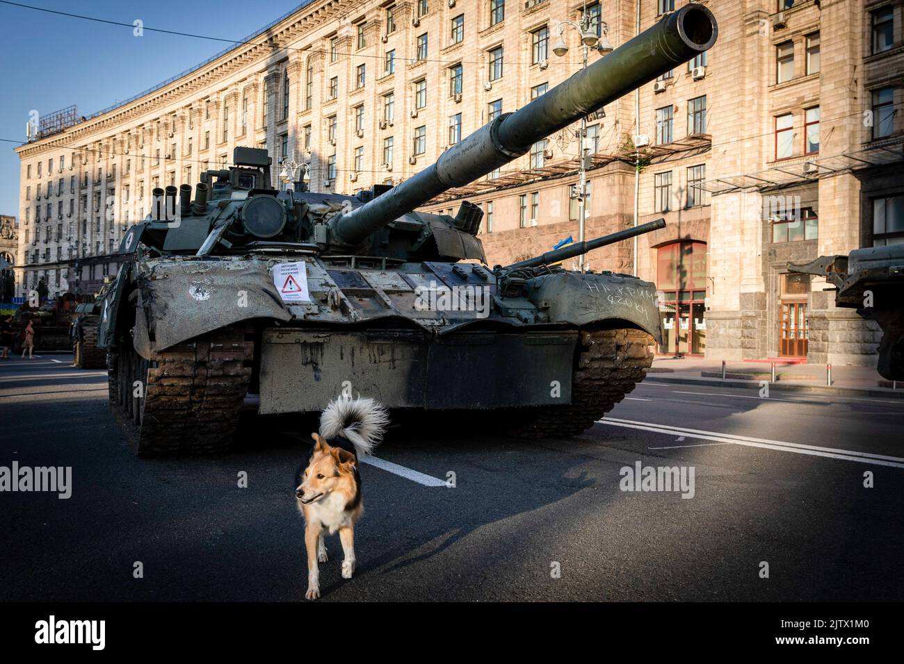Kyiv, Ukraine. 24th Aug, 2022. A dog walks in front of a destroyed ...