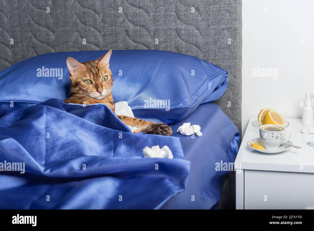 A cat with a thermometer is sick with a cold, flu, fever in bed. Home ...