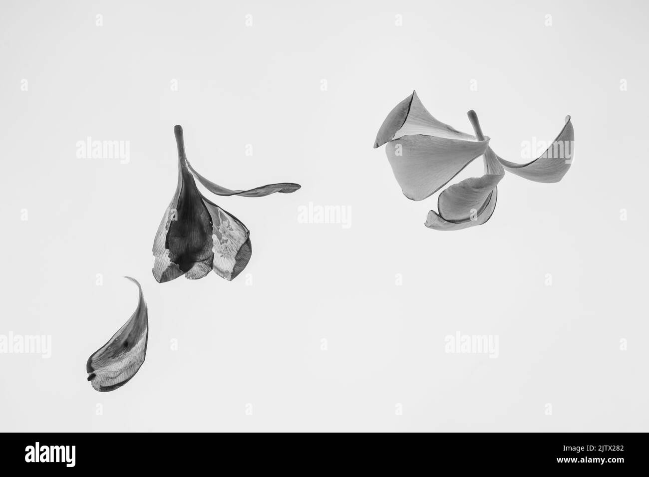 Black and white dried flowers head isolated on white background ...